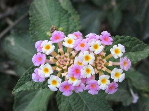 Photos | Sohan Tours & Travel